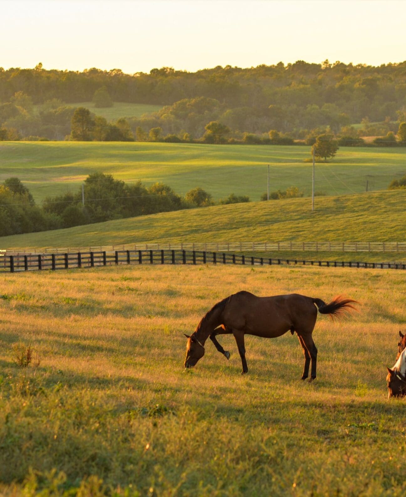 Equine Science Bachelor's Degree Program | Asbury University