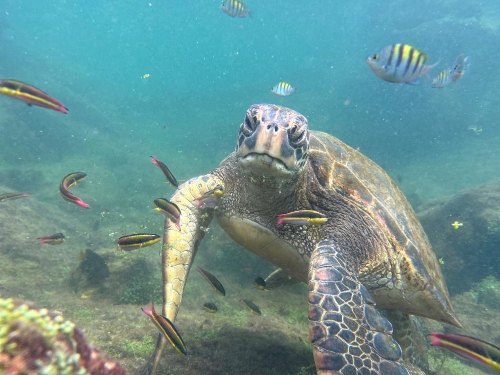 Biogeography Of The Galápagos Islands | Asbury University